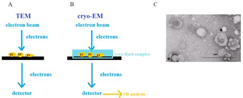 Ijms Free Fulltext Focus On Extracellular Vesicles