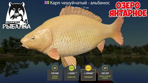 ГДЕ ЛУЧШЕ ФАРМ НА МЕДНОМ ИЛИ ЯНТАРНОМ ОЗЕРЕ В РУССКОЙ РЫБАЛКЕ 4 СТРИМ