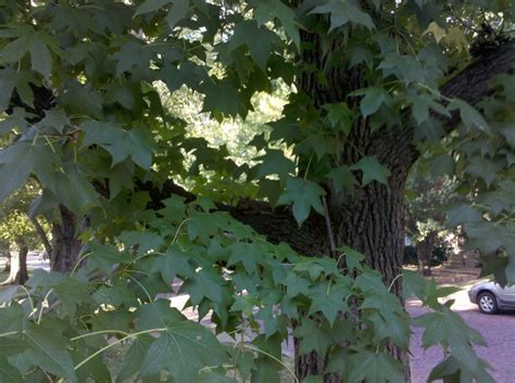 Charles Leifer Querying Tree Structures In Sqlite Using Python And The Transitive Closure