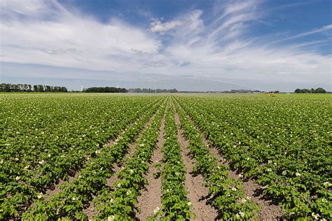 Effective Wireworm Control In Potato Crops With Beneficial Nematodes Koppert Uk