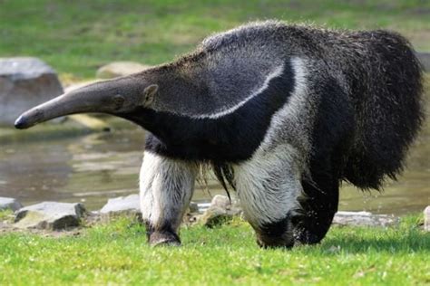 The Anteater Bug Vac