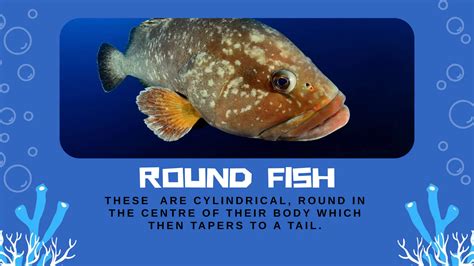 Cookery 10 Classification Of Seafoodpptx