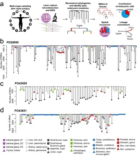 pdf extensive phylogenies of human development reveal variable