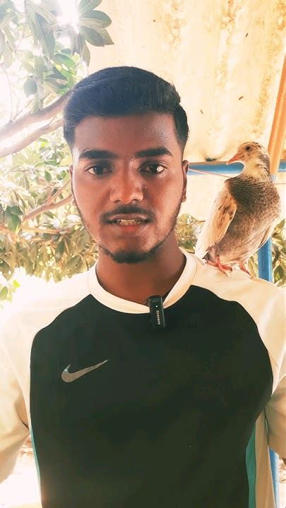 புறா வளர்ப்பது நல்லது Pigeonbikerider Kabutarshorts Pigeonshorts