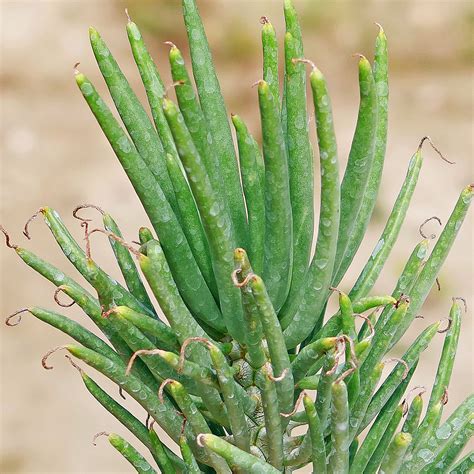 Tylecodon Wallichii Purchase Online Planet Desert