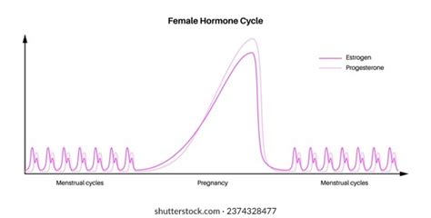 Female Hormones Lifestyle Graph Estrogen Progesterone Stock Vector