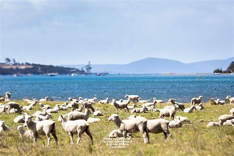 Triabunna Swansea Motor Inn