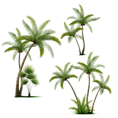 Coconut Tree Hd Images Free