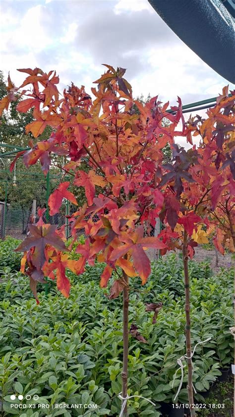 Магазин Страница 4 от 6 Разсадник декоративни иглолистни растения Горанови