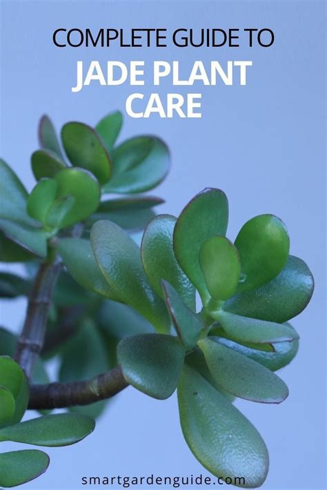 Jade Plant Care Complete Guide To Growing Crassula Ovata Smart