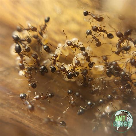Monomorium Subopacum Antglobe
