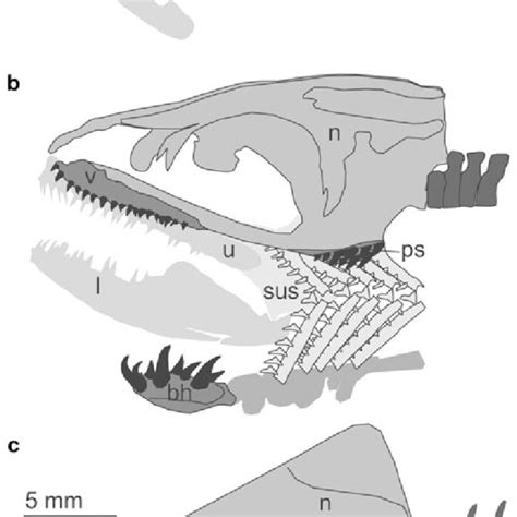 Feeding Apparatus Morphology In Betta Splendens A Lateral View B Download Scientific Diagram