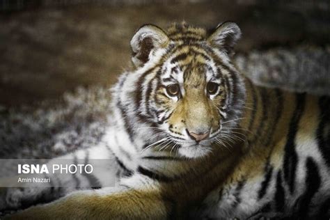 ایسنا ماجرای حمله ببر به عوامل برنامه تلویزیونی به کجا رسید؟ صاحب‌خبر