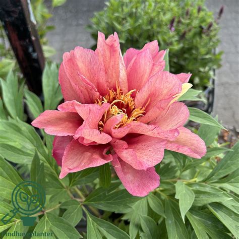 Paeonia Itoh Hybride ‘hillary Find Haveplanter