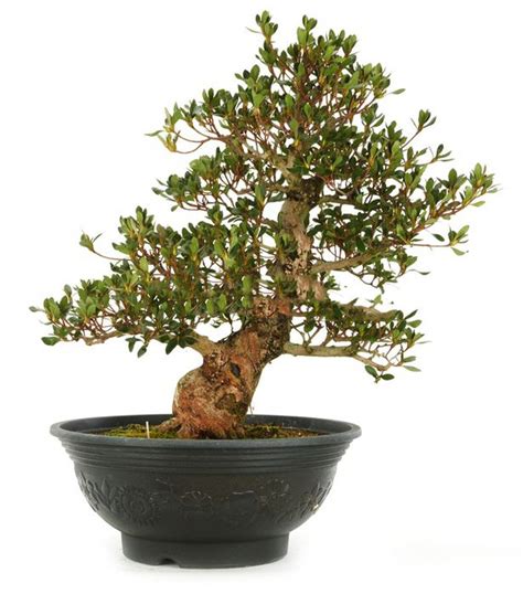 Bonsái Rhododendron Azalea Botanik Bonsai Bonsai Bonsái Floral