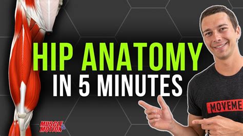 5 Minute Hip Anatomy Review Quads Hamstrings Glutes Adductors Abductors Hip Flexors And