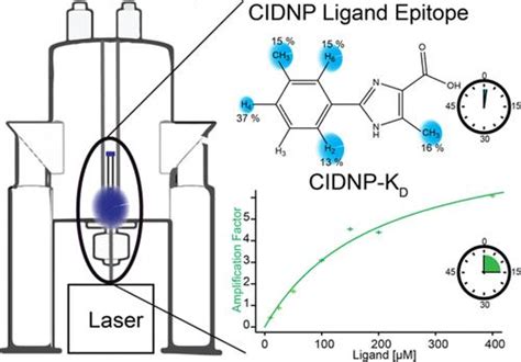 Rapid Proteinligand Affinity Determination By Photoinduced Hyperpolarized Nmrjournal Of The