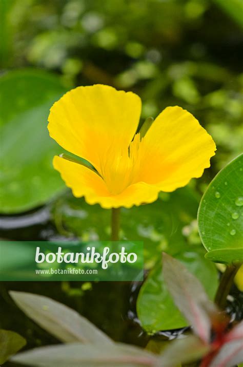 Water Poppy Hydrocleys Martii Botanikfoto Picture Library Plant And Garden Photography