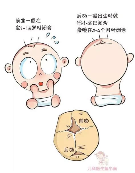 囟门位置宝宝囟门位置图后囟门位置图片第4页大山谷图库