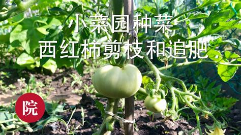 【彬彬有院】种•如何给西红柿剪枝和追肥 Youtube