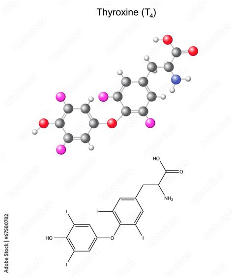 Structural Chemical Formula And Model Of Thyroxine Hormone Stock
