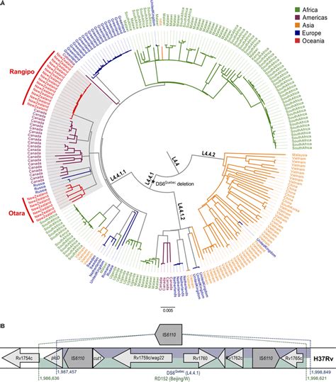 Global Phylogeny Of The Mycobacterium Tuberculosis Complex L44 Download Scientific Diagram