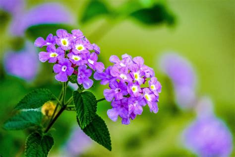 Nature Leaf Flower Free Photo On Pixabay Pixabay