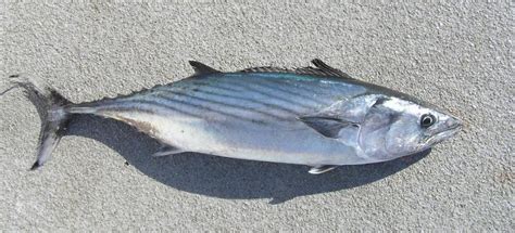 Bonito Fish Recipes