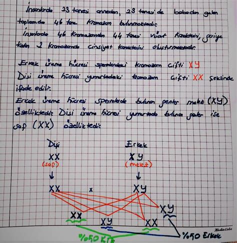 Dna Ve Genetik Kod Fen Bilimleri Lgs Ders Notları Kunduz Kunduz