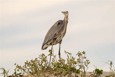 Padre Island National Seashore 40 Mile Markers Tataloan
