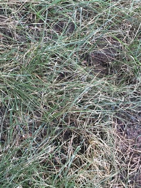 Need Advise On Why New Grass Dying After Planting Lawn Care Forum
