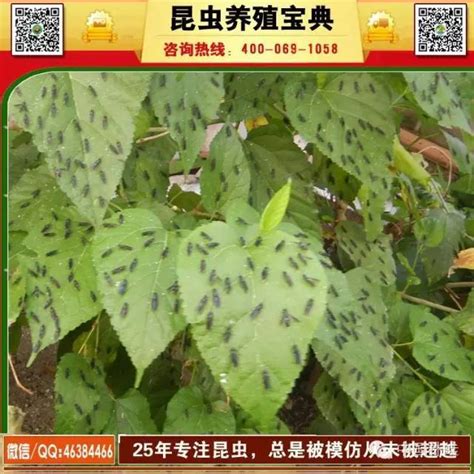 黑水虻销路何去何从 黑水虻卖不出去 饲料厂收购黑水虻 大山谷图库