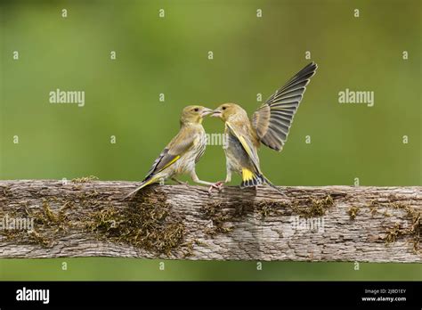 European Greenfinch Carduelis Chloris 2 Juveniles Fighting On Fence