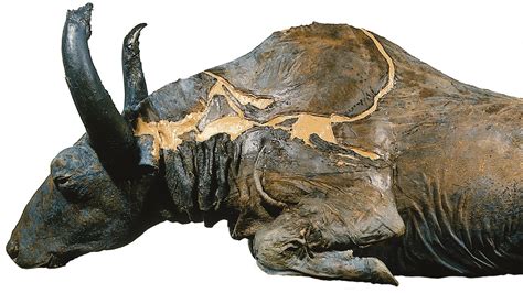 An Ice Age Bison Was Discovered Then Soon Eaten — Once The Foul Taste