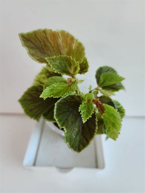 Begonia Darthvaderiana Furniture And Home Living Gardening Plants