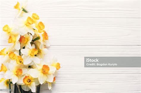 흰색 나무 바탕에 아름 다운 신선한 수 선화 보기 가기 안녕하세요 봄 이미지 텍스트 평면 공간 소박한 나무에 밝은 노란색 꽃과