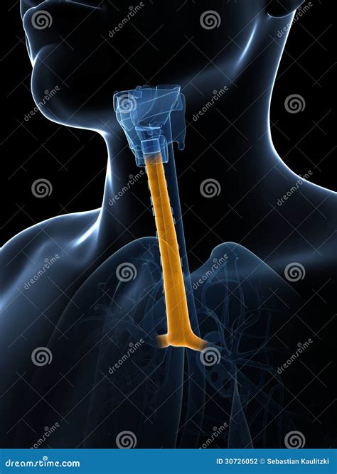 被突出的气管 库存例证 插画 包括有 带状闪长岩 人力 激起 健康 里面 男人 透明 胸口 30726052