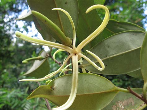 Xylopia Aethiopica [a Rich ]
