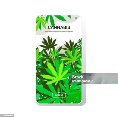 대마초 잎 산업 대마 농장 성장 마리화나 식물 상업 용 비즈니스 약물 소비 개념 스마트 폰 화면 모바일 앱 복사 공간 대마속에