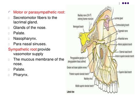 Ppt Pterygopalatine Fossa Powerpoint Presentation Free Download Id