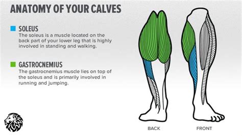 8 Calf Exercises To Strengthen And Tone Your Calves Angry Lion Fitness