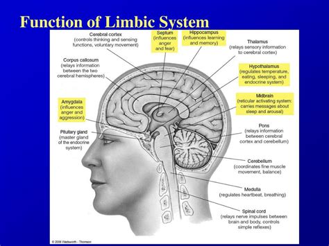 Limbic System Diagram And Functions