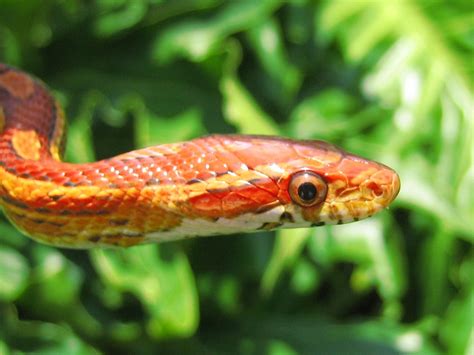 Snake Throwing And Rejection Kate Chadbourne