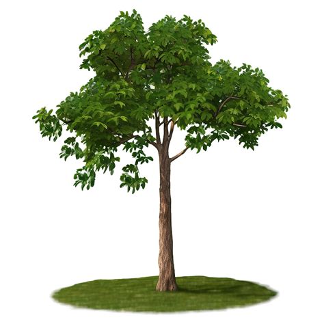 200 Tree Elevation Png Images Page 3 Wallpapers Com