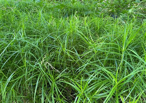 3 Hardy Native Sedges You Should Grow Fine Gardening