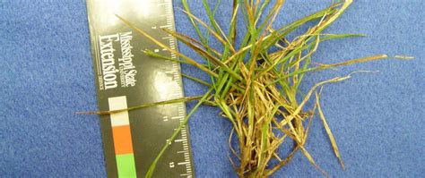 Identifying Fighting And Preventing Lawn Diseases