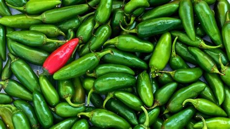 Top Tips For Growing Chili Peppers Artofit