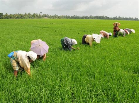 Kerala Govt To Expand Paddy Cultivation To 3 Lakh Hectares