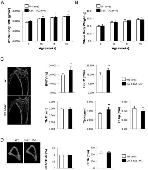 Total Body Bmd A Was Analyzed By Dual Energy X Ray Absorptiometry