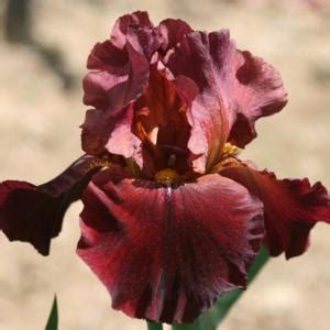 Tall Bearded Iris Iris Forge Fire In The Irises Database Garden Org